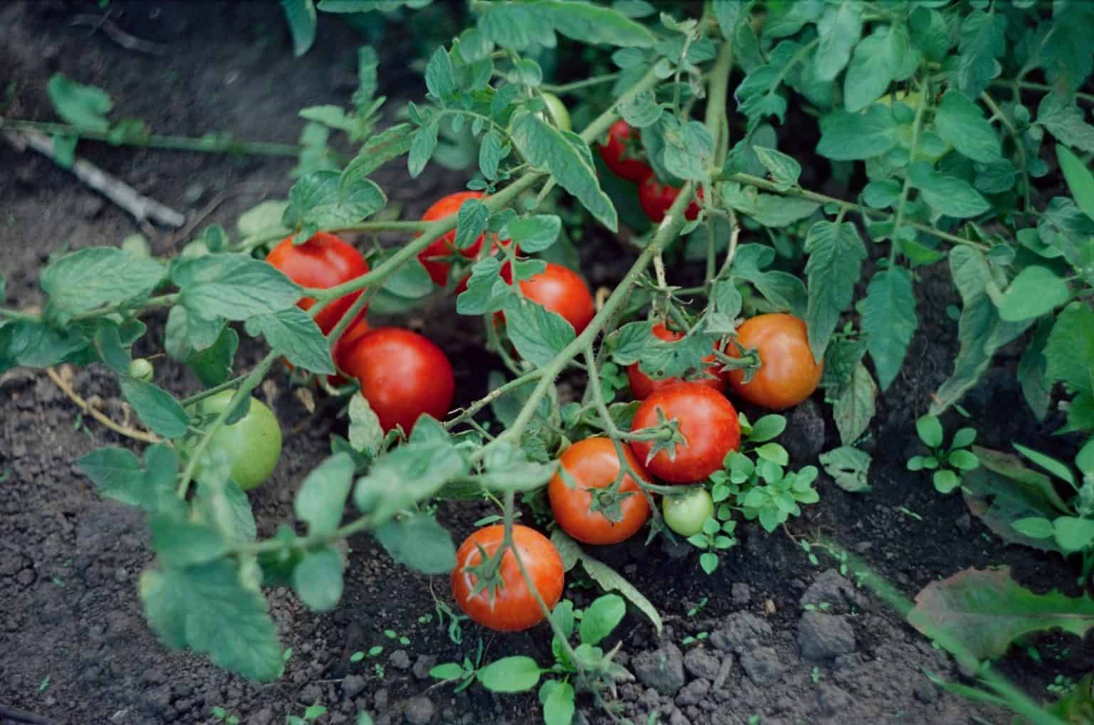 Growing Tomatoes in Florida: The Ultimate Guide From Pots to Plentiful ...