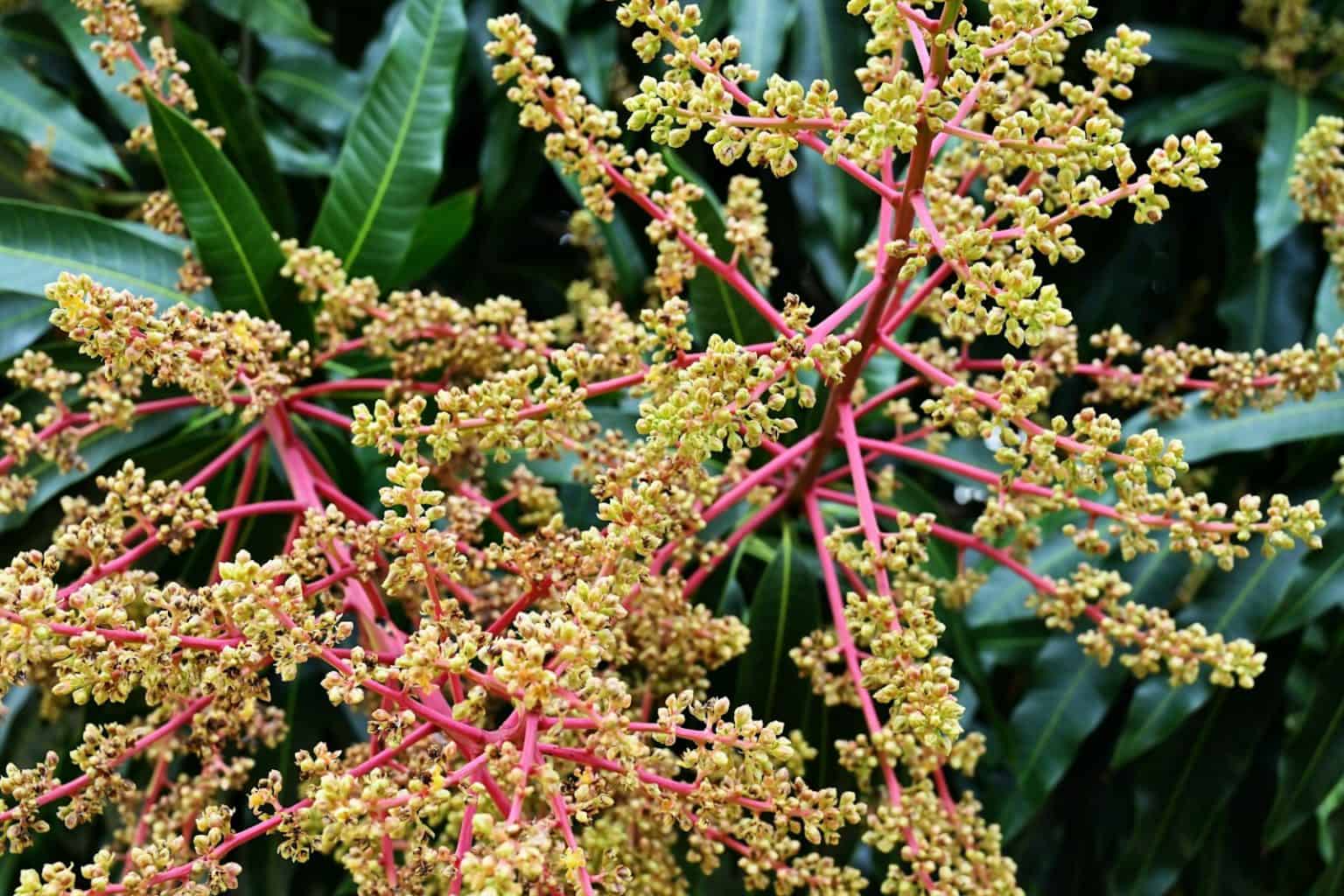 How to Grow Mango Seeds: Your Guide to Growing a Mango Tree from ...