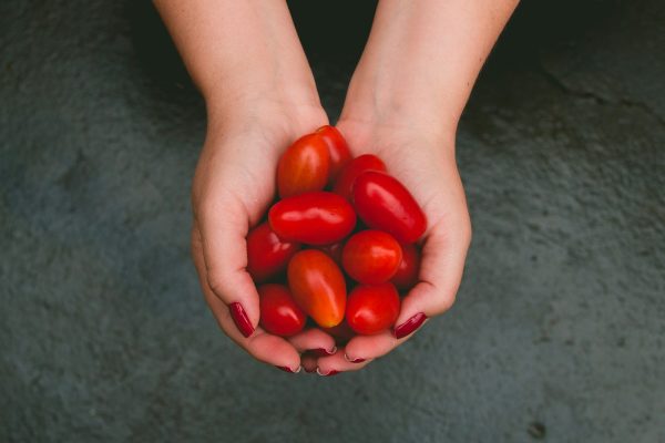 Growing Tomatoes in Florida: The Ultimate Guide From Pots to Plentiful ...