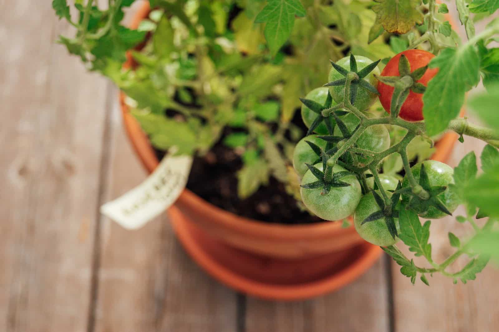 Growing Tomatoes in Florida: The Ultimate Guide From Pots to Plentiful ...