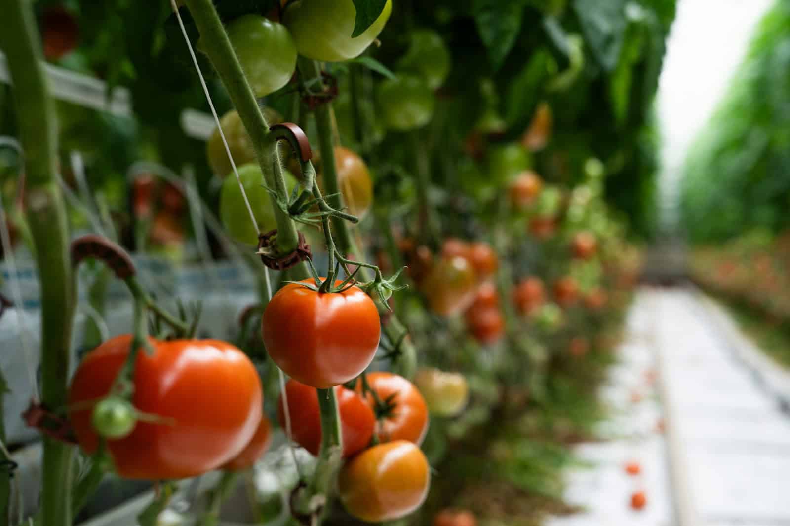 Growing Tomatoes in Florida: The Ultimate Guide From Pots to Plentiful ...