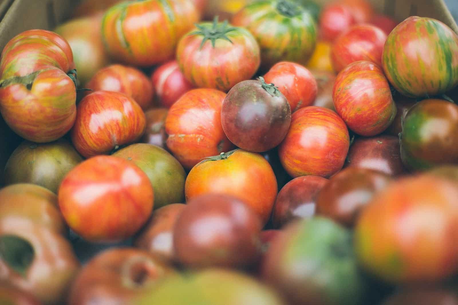 Growing Tomatoes in Florida: The Ultimate Guide From Pots to Plentiful ...